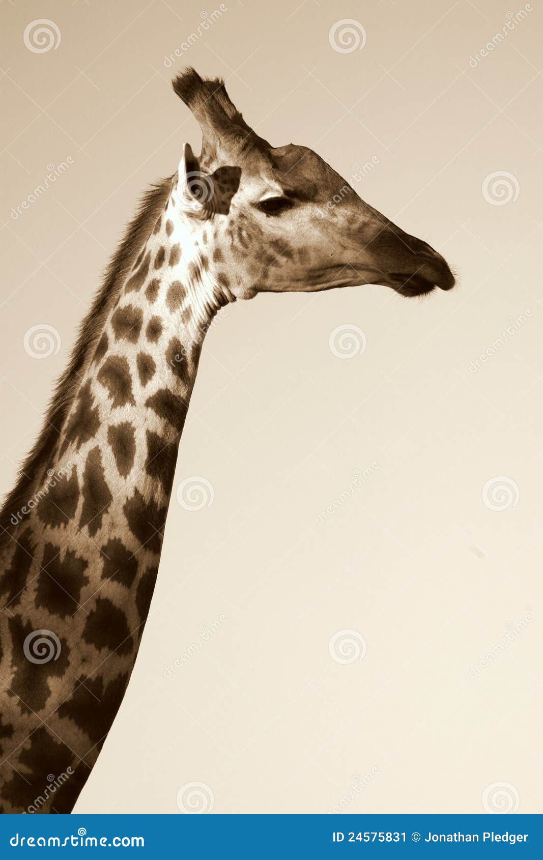 A Beautiful Side Profile Of A Giraffe Stock Image - Image: 24575831