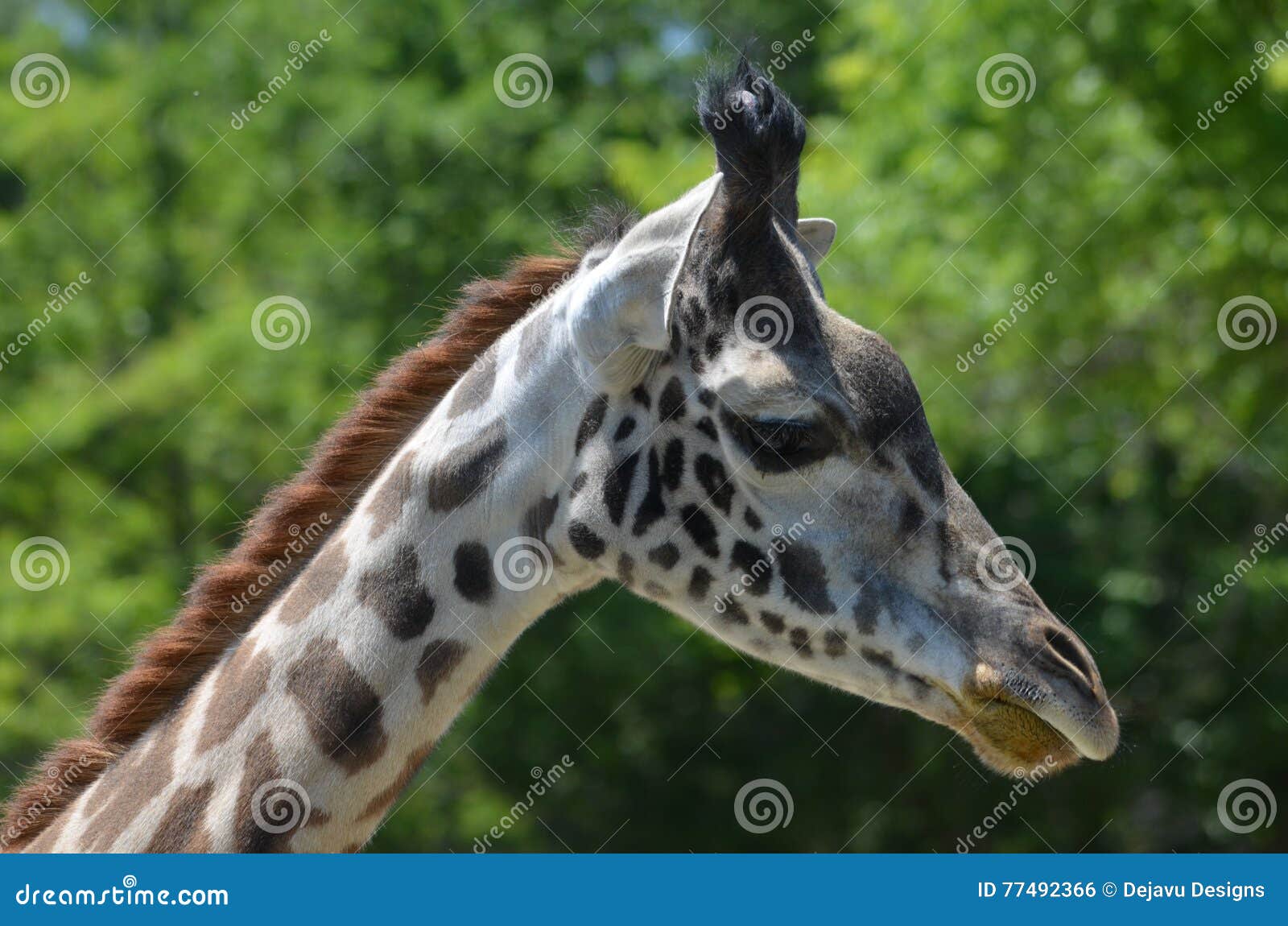 Beautiful Side Profile of a Giraffe Stock Photo - Image of face, long ...