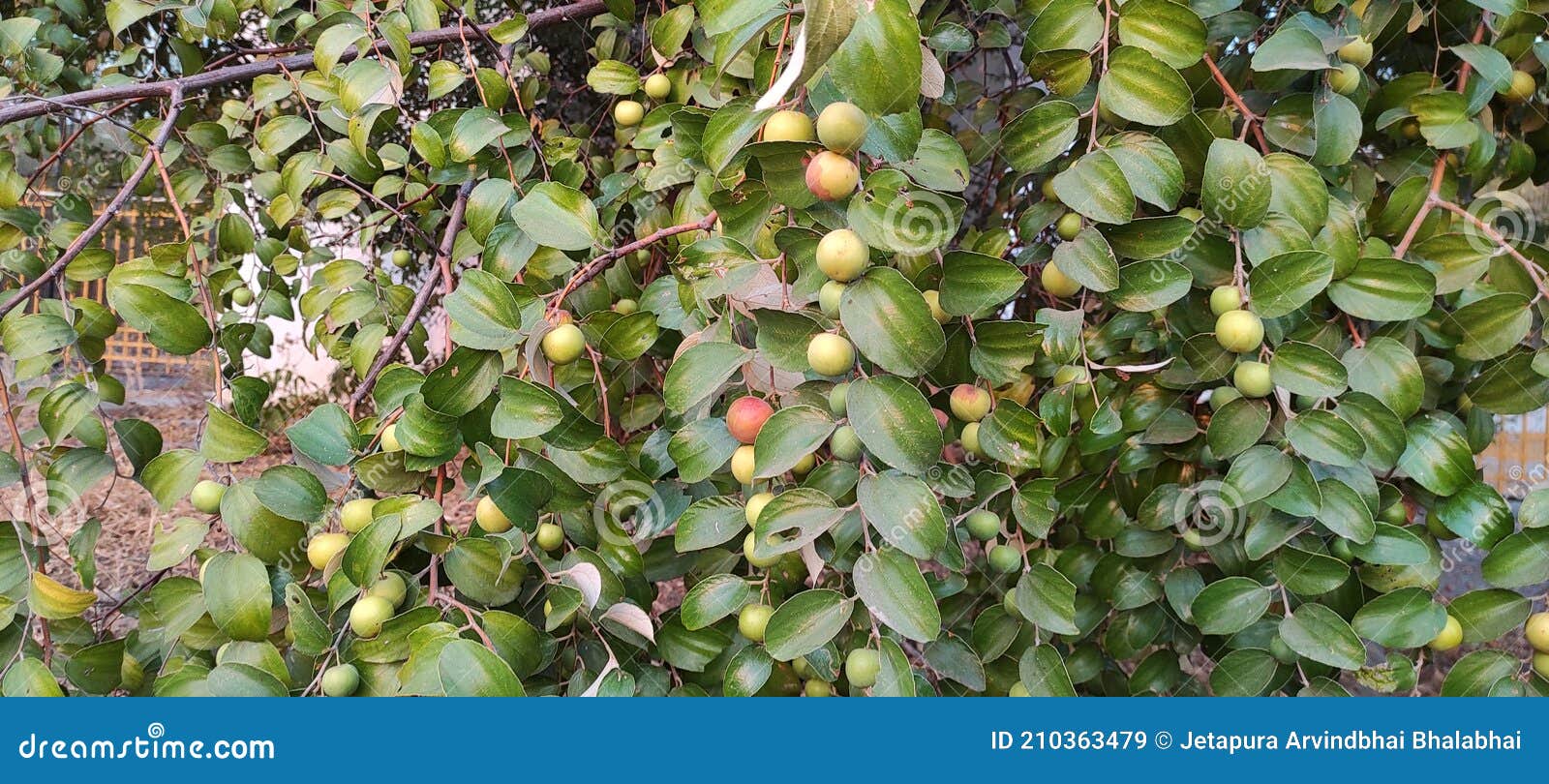 Sidr Tree Photos - Free & Royalty-Free Stock Photos from Dreamstime