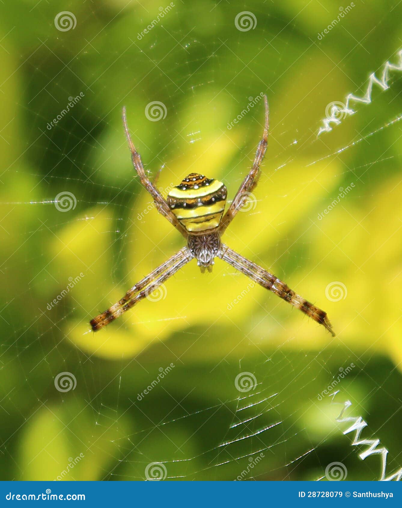 Signature Spider Web Patterns Background Stock Image | CartoonDealer ...