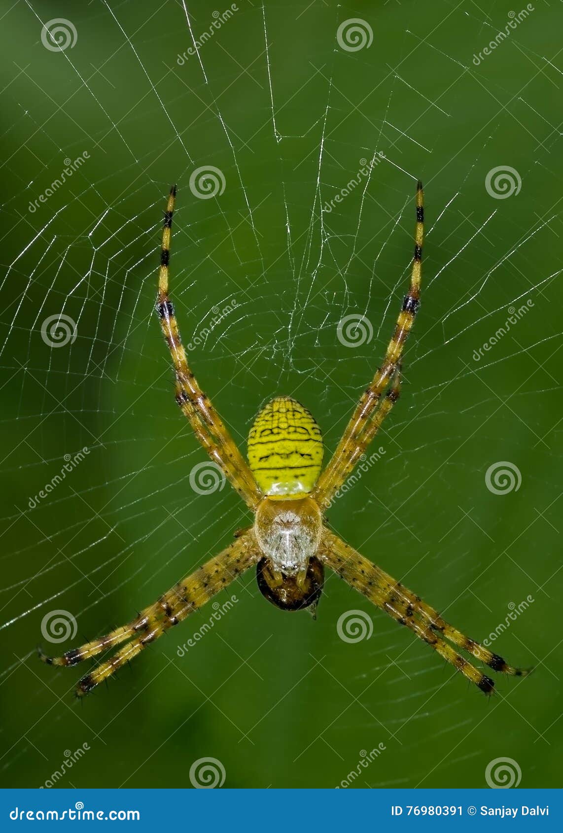 Beautiful Signature Spider stock image. Image of jungle - 76980391