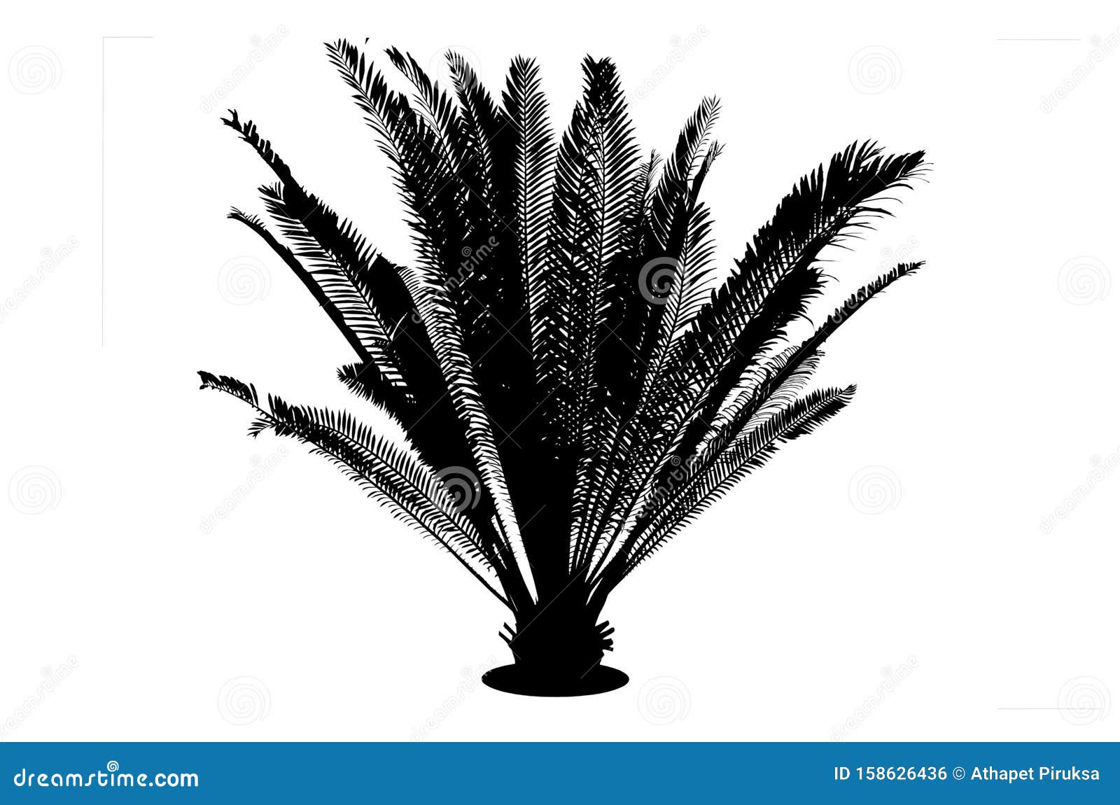 Beautiful Silhouette Image of Cycad Tree Stock Photo - Image of forest ...