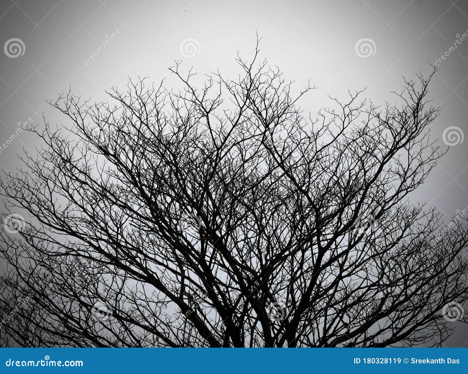 Beautiful Silhouette of a Tree Stock Image - Image of beautiful ...