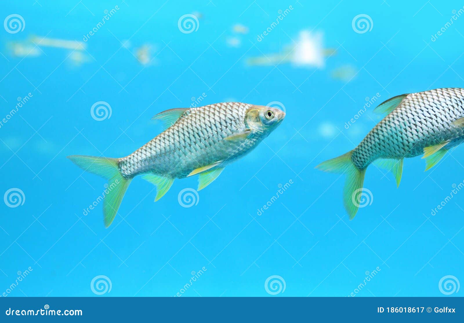 Beautiful Silver Barb Swimming in Aquarium Stock Image - Image of java ...