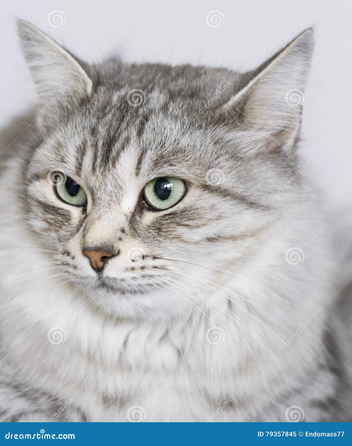 Beautiful silver cat stock image. Image of domestic, kitten - 79357845