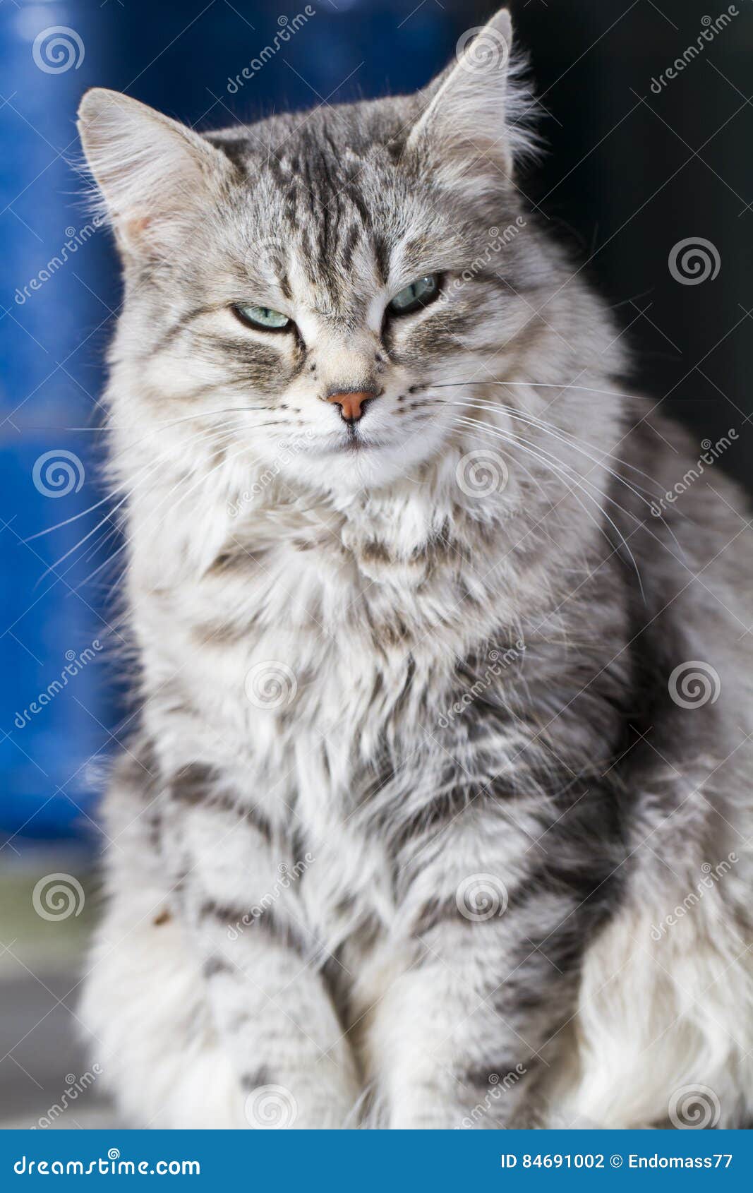 Beautiful Silver Cat of Siberian Breed in the Garden Stock Photo ...