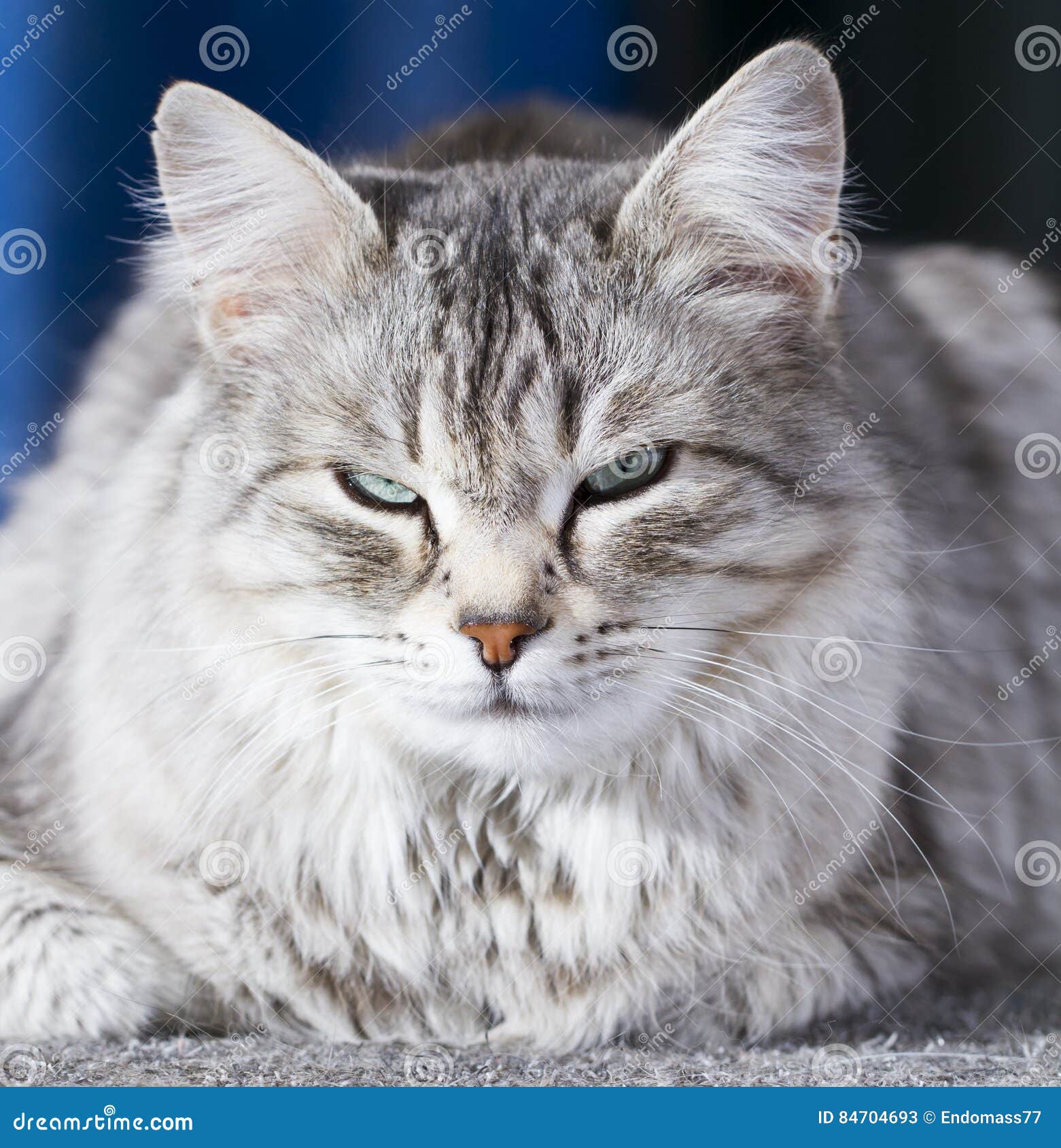 Beautiful Silver Cat of Siberian Breed in the Garden Stock Image ...
