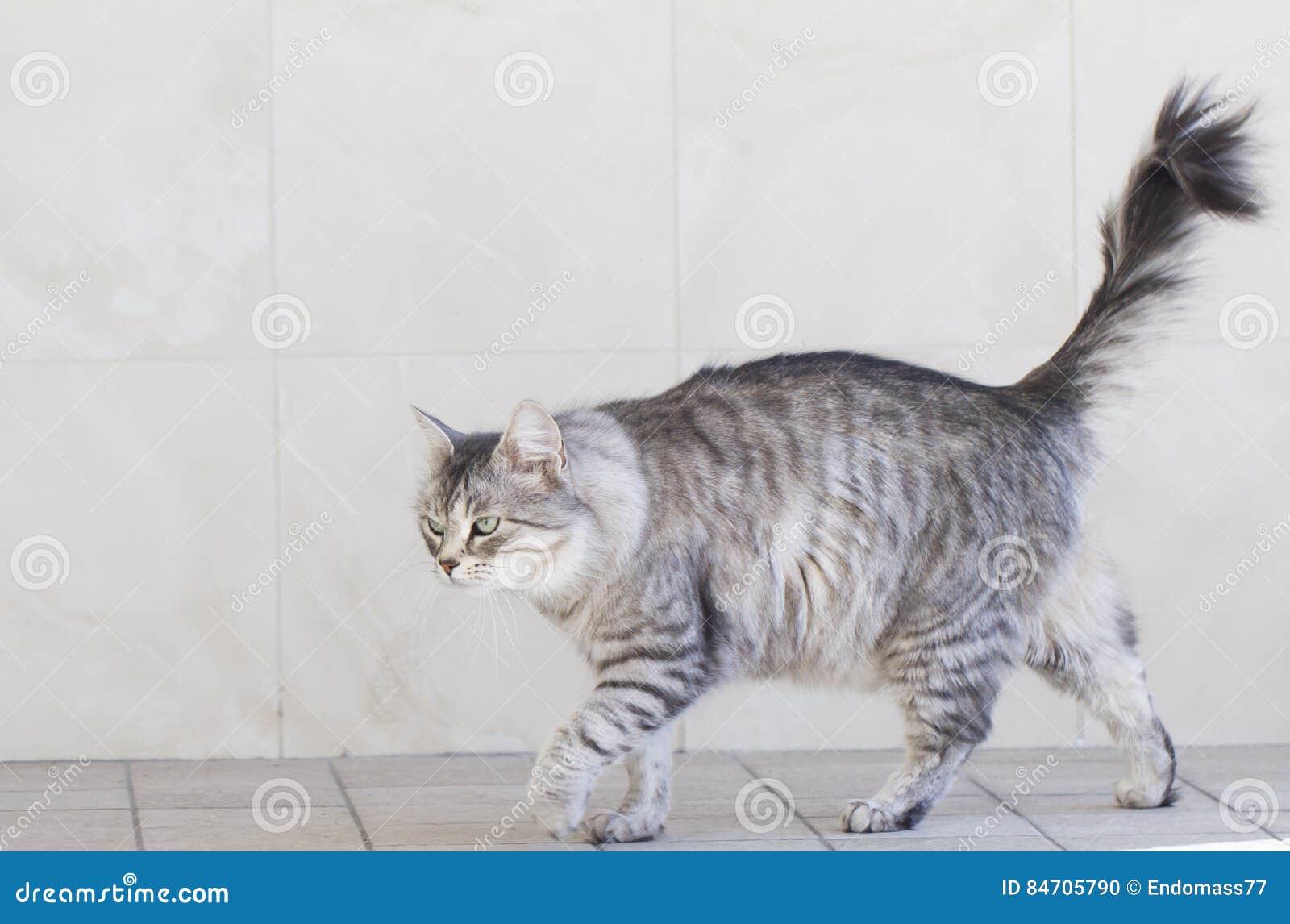 Beautiful Silver Cat of Siberian Breed in the Garden Stock Photo ...