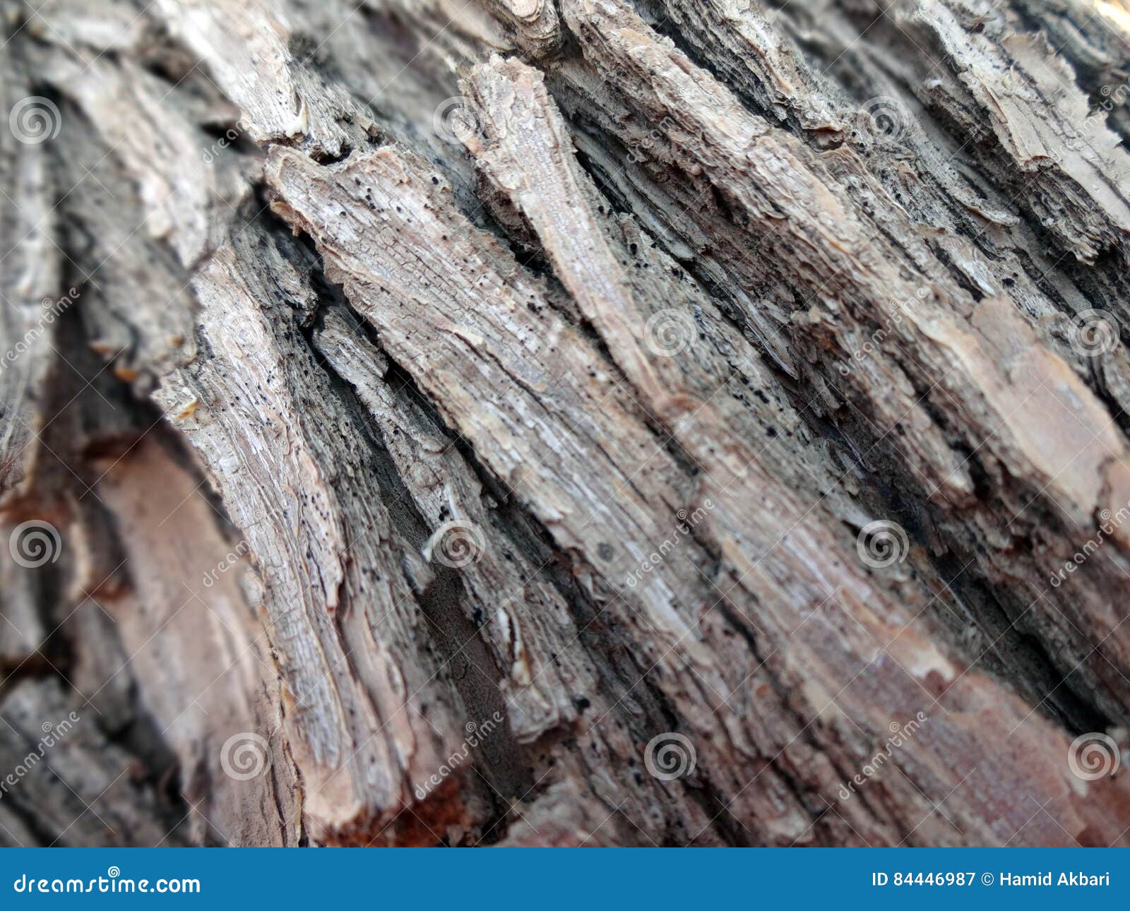 Beautiful Silver Colored Bark Texture Stock Photos - Free & Royalty ...