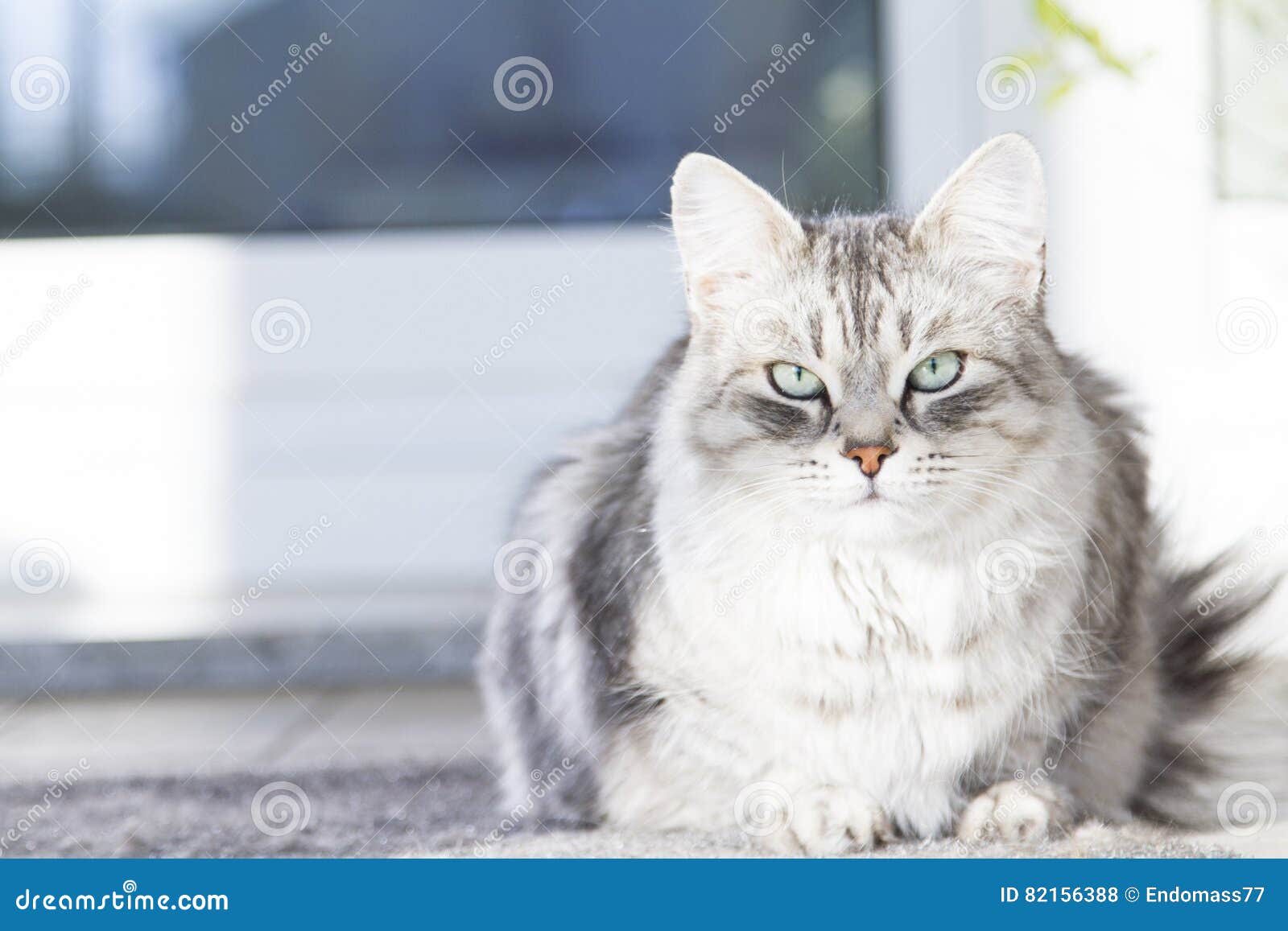 Beautiful Silver Female Cat of Siberian Breed in the House Stock Photo ...