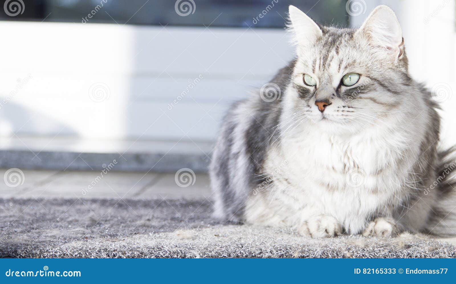 Beautiful Silver Female Cat of Siberian Breed in the House Stock Image ...