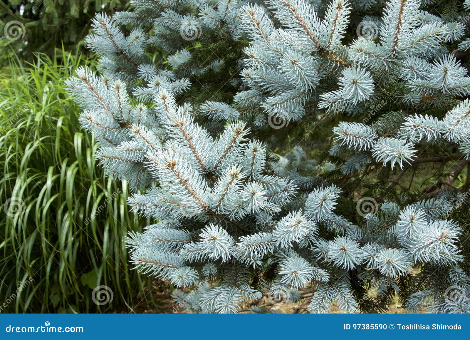 Beautiful silver fir tree stock photo. Image of evergreen - 97385590