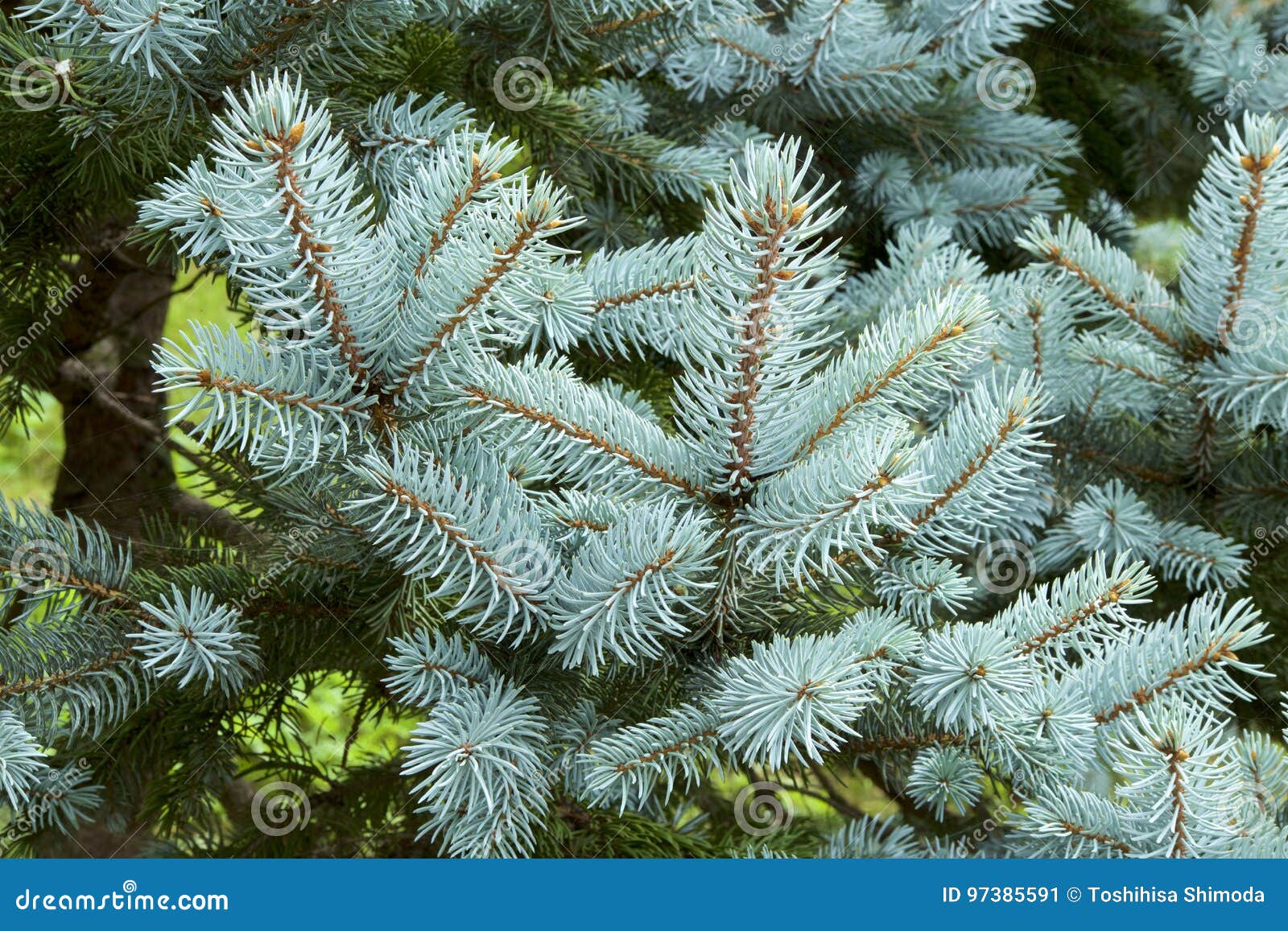 Beautiful silver fir tree stock image. Image of conifer - 97385591