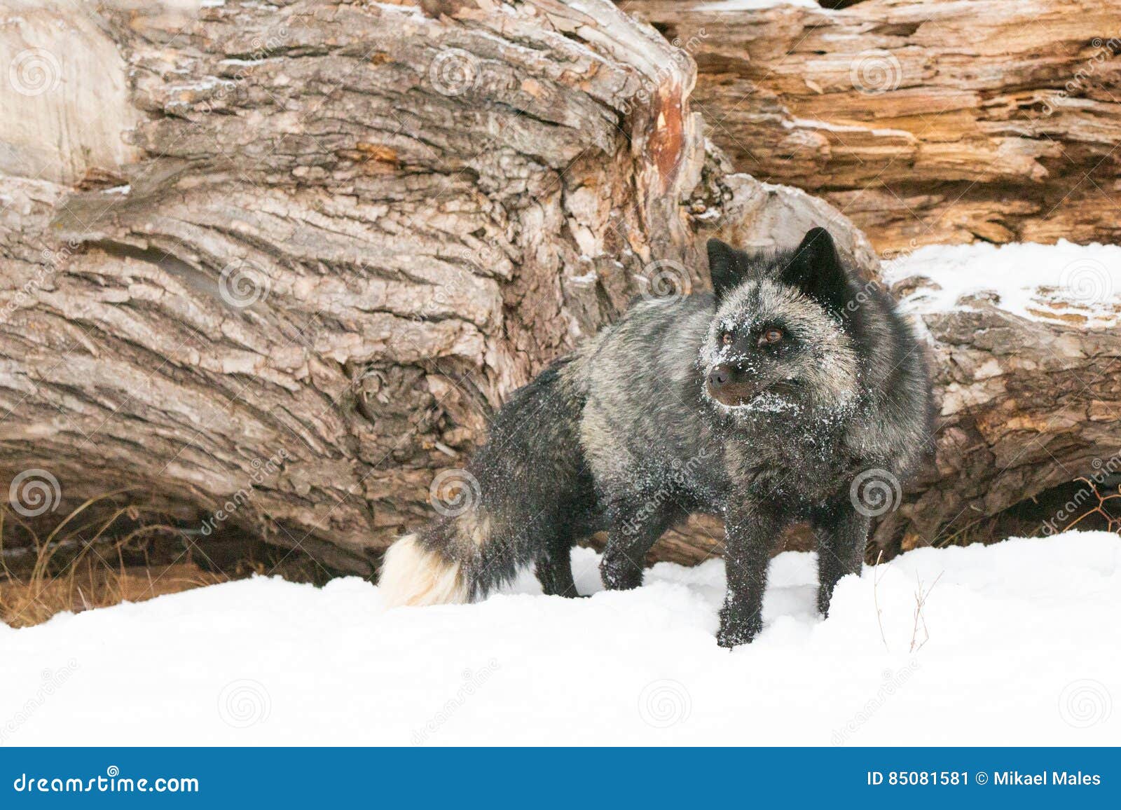 Beautiful silver fox stock image. Image of america, mammals - 85081581