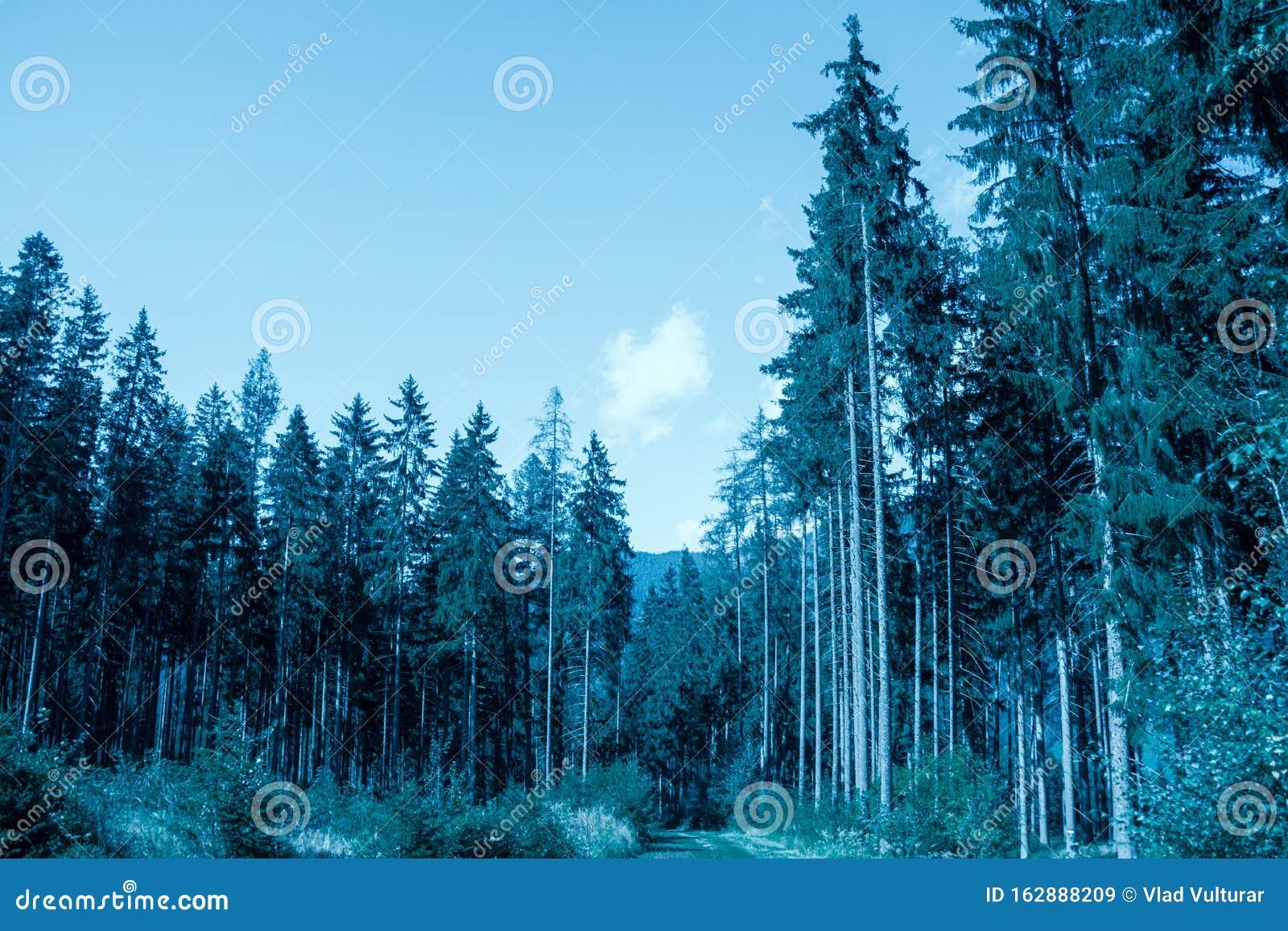 Beautiful Silver Landscape and Forest in the Pure Nature Stock Image ...