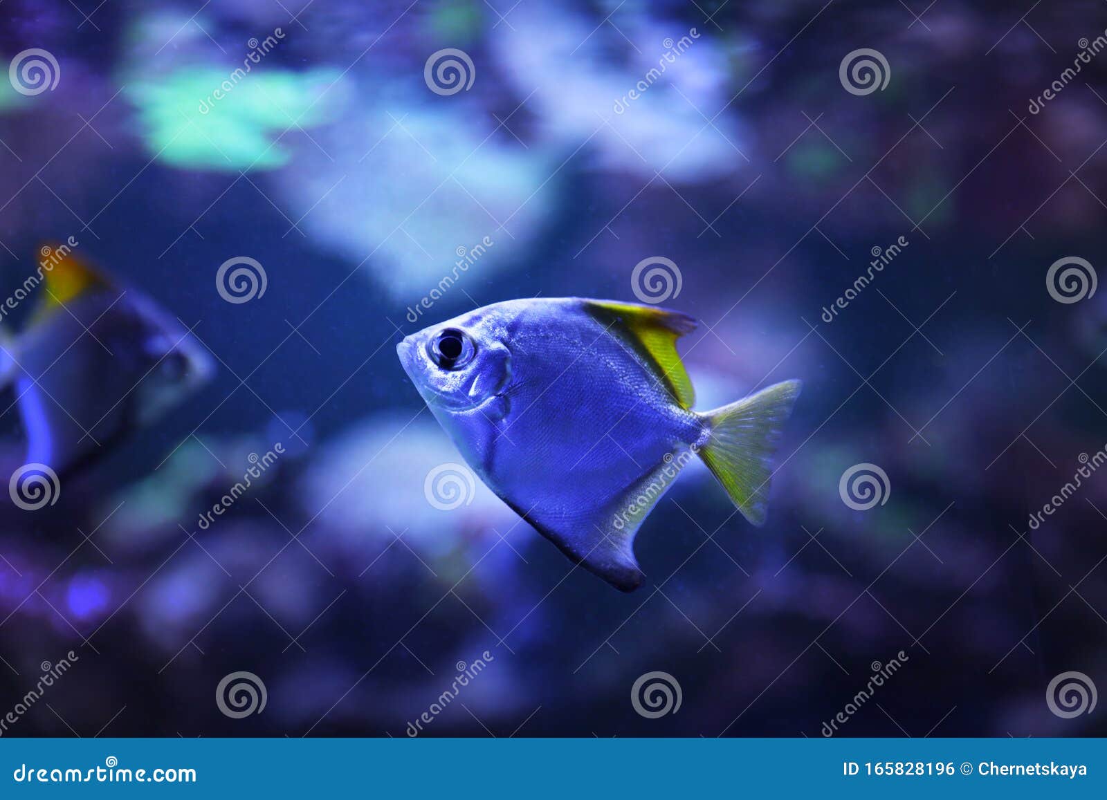 Beautiful Silver Moony Fish in Aquarium Stock Photo - Image of fish ...