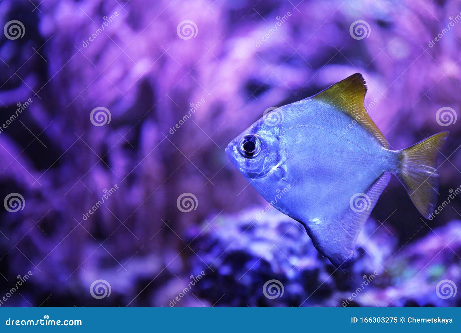 Beautiful Silver Moony Fish in Aquarium Stock Image - Image of creature ...