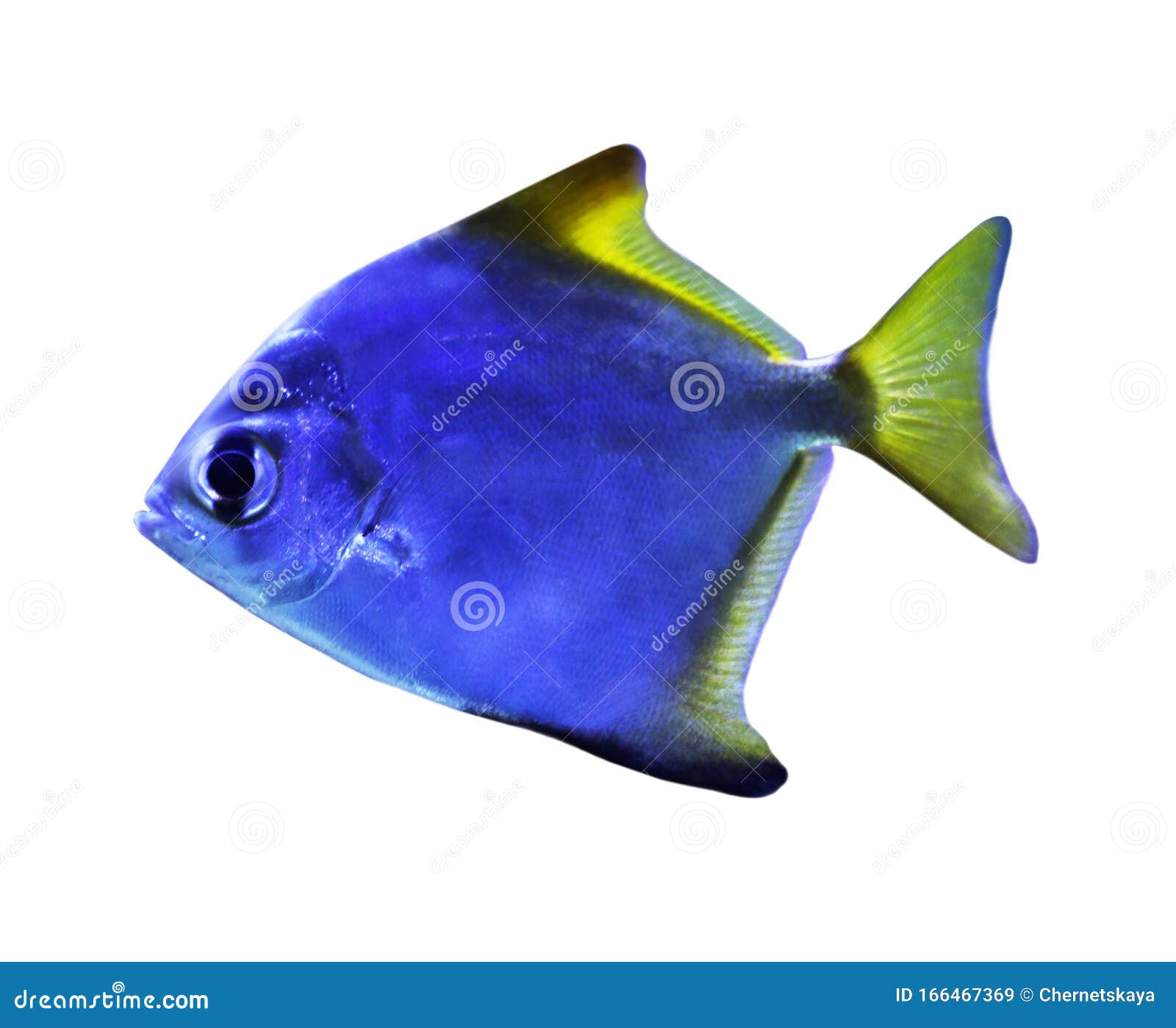 Silver Moony Or Silver Moonfish Monodactylus Argenteus Monodactylidae ...