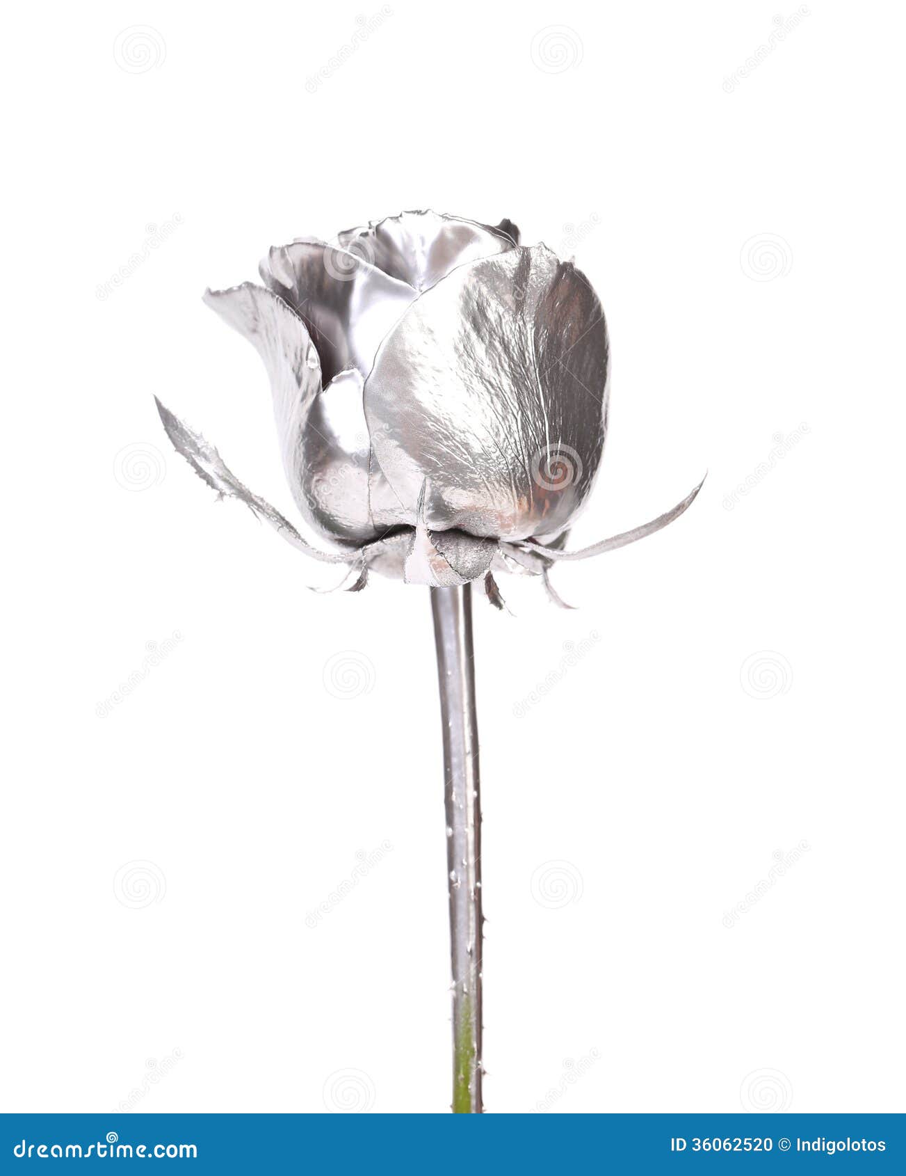Beautiful Silver Rose Stock Photo - Image: 36062520