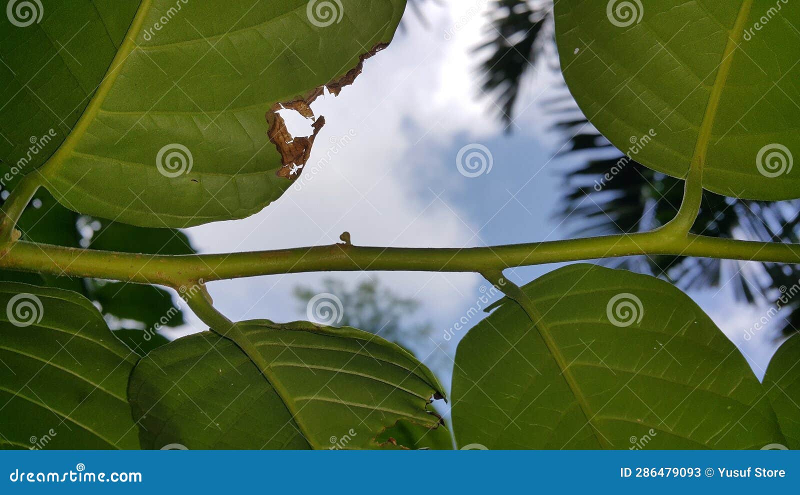 Beautiful and Simple Leaf Background Stock Image - Image of vein ...
