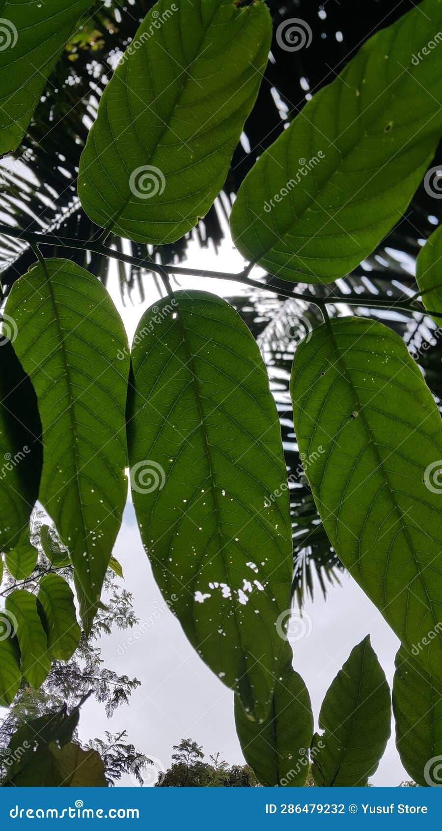 Beautiful and Simple Leaf Background Stock Photo - Image of gradient ...