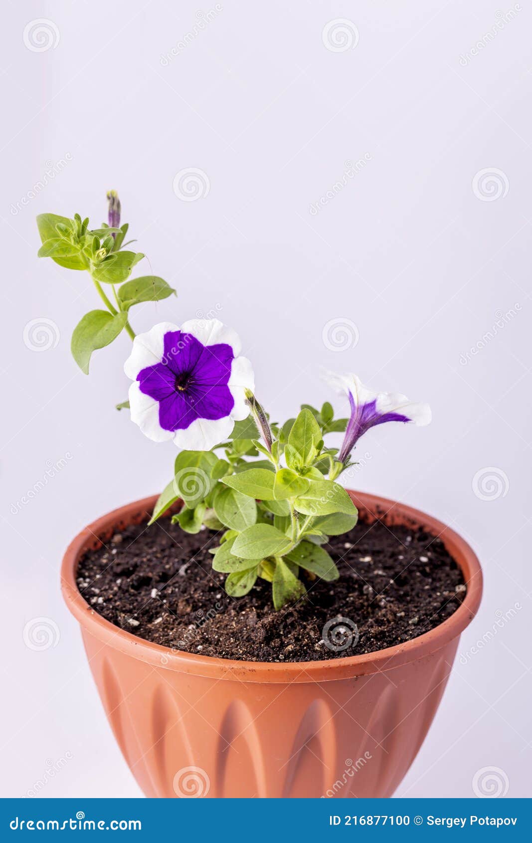 A Beautiful Singing Flower Blooms in a Pot on a White Background Stock ...