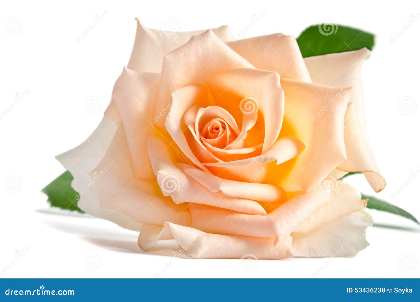 Beautiful Single Cream Rose Stock Photo - Image of greeting, blossom ...