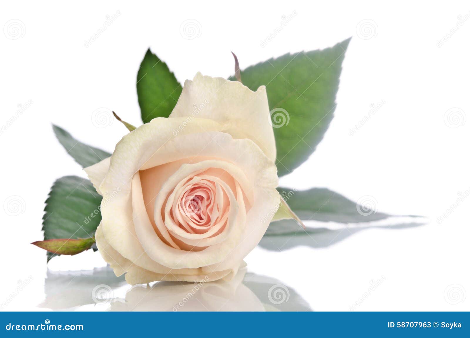 Cream Rose Background And Texture Royalty-Free Stock Photo ...