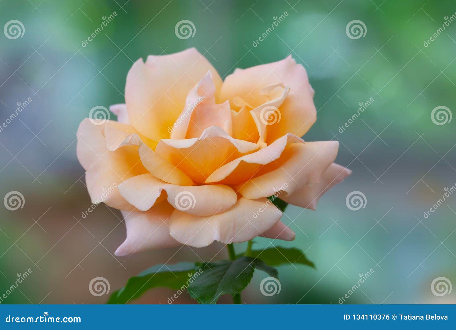 Beautiful Single Cream Rose Stock Photo - Image of blossom, beautiful ...