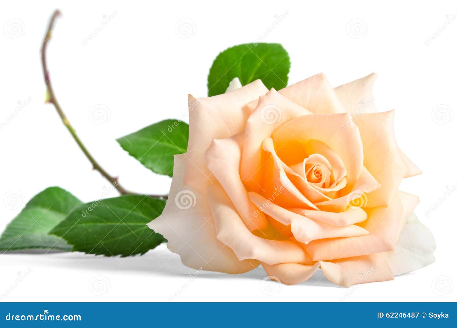Beautiful Single Creame Rose Stock Image - Image of decoration, beauty ...
