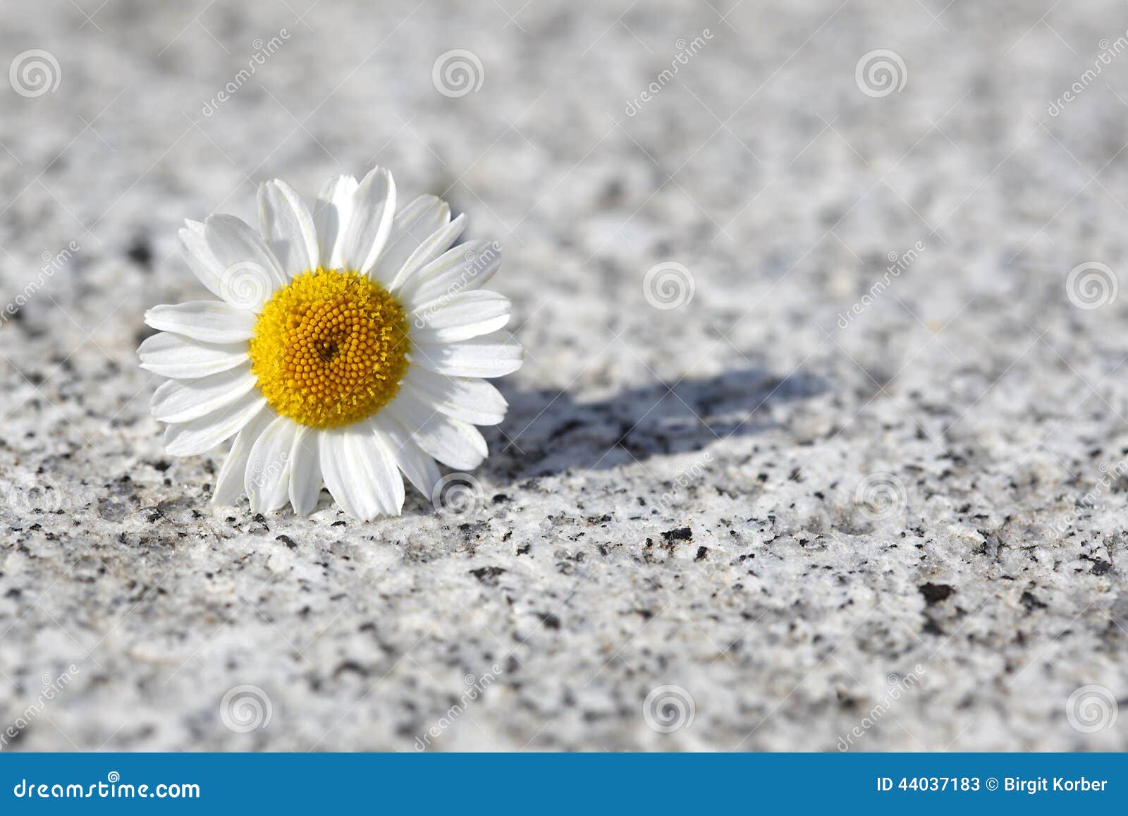 Beautiful single daisy stock image. Image of gray, white - 44037183