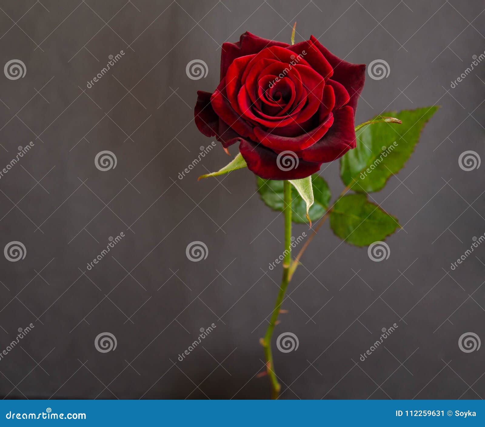 Beautiful Single Dark Red Rose Stock Image - Image of background ...