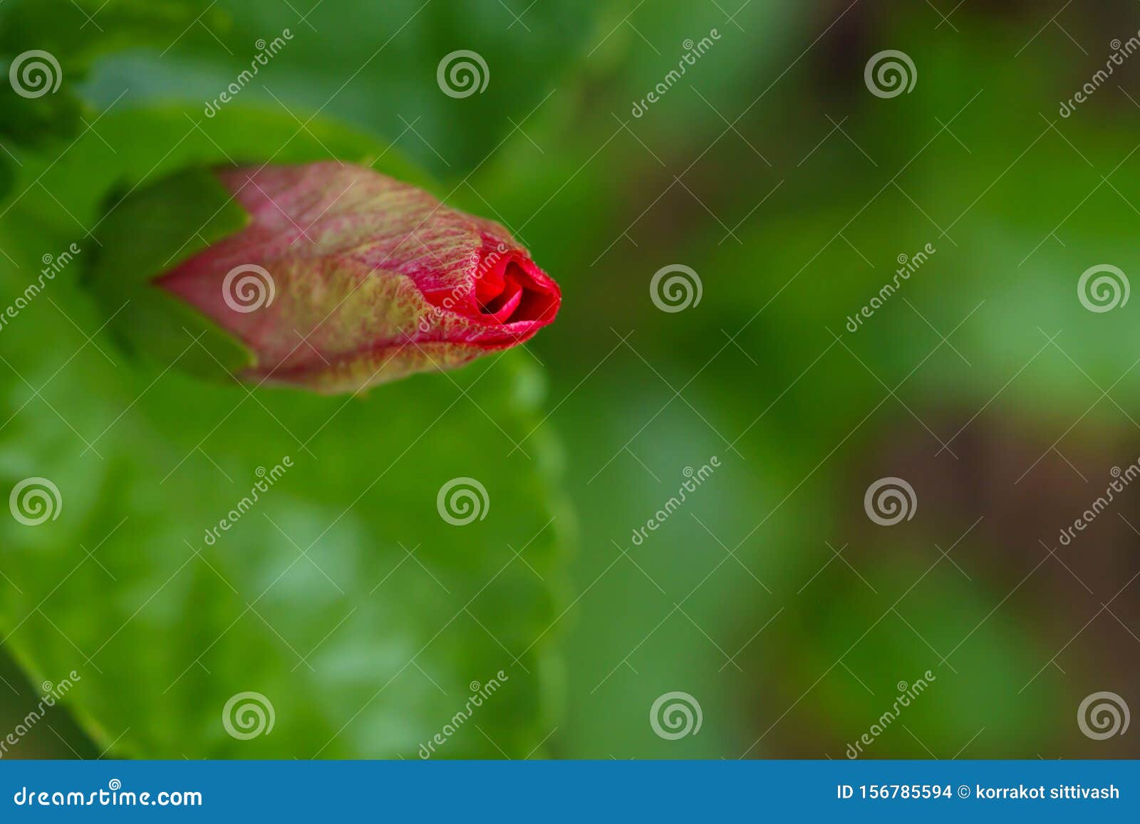 Beautiful Single Flower with Green Leaves Background Stock Photo ...