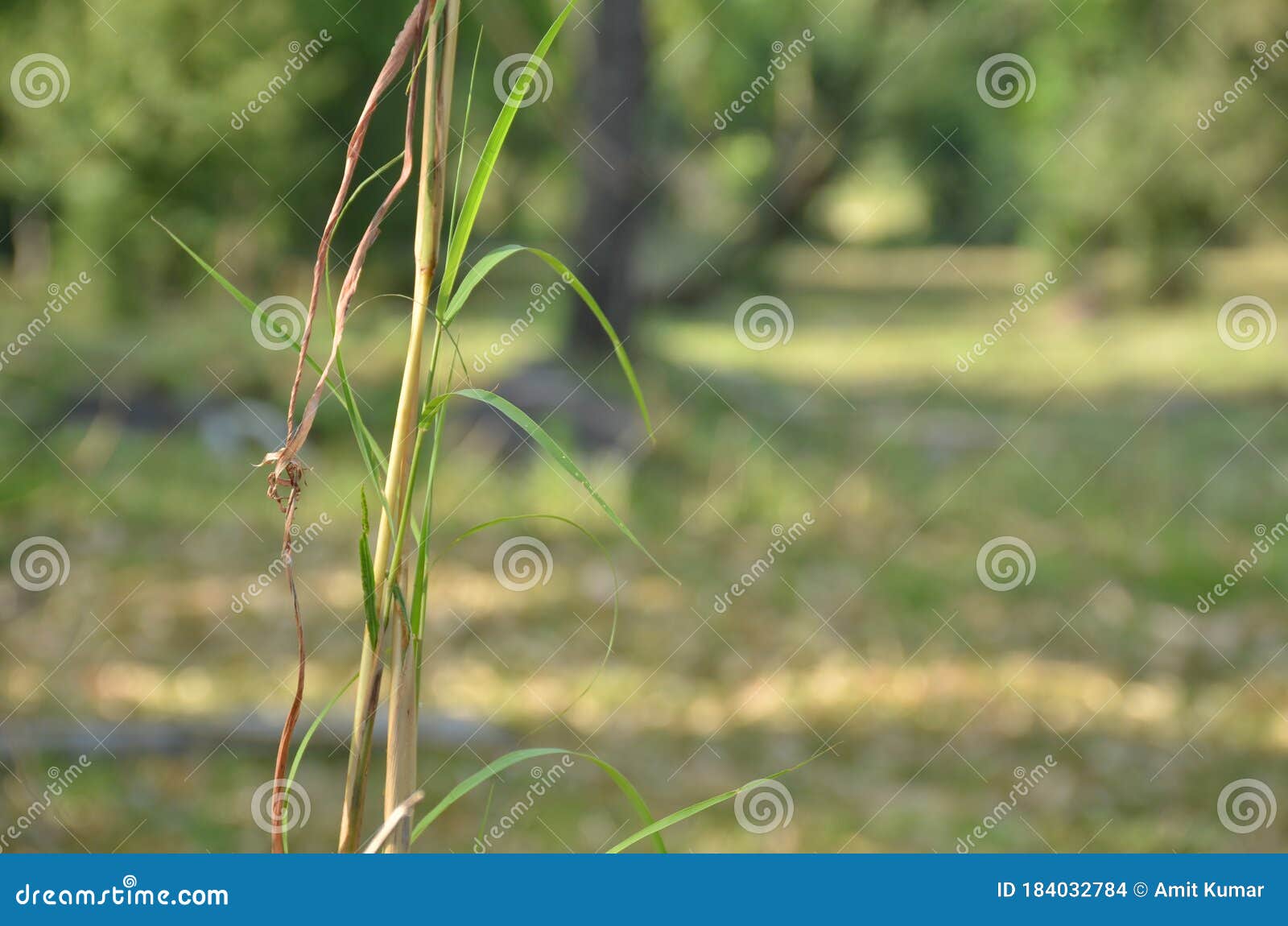 The Beautiful Single Grass Plant in the Field Stock Photo - Image of ...