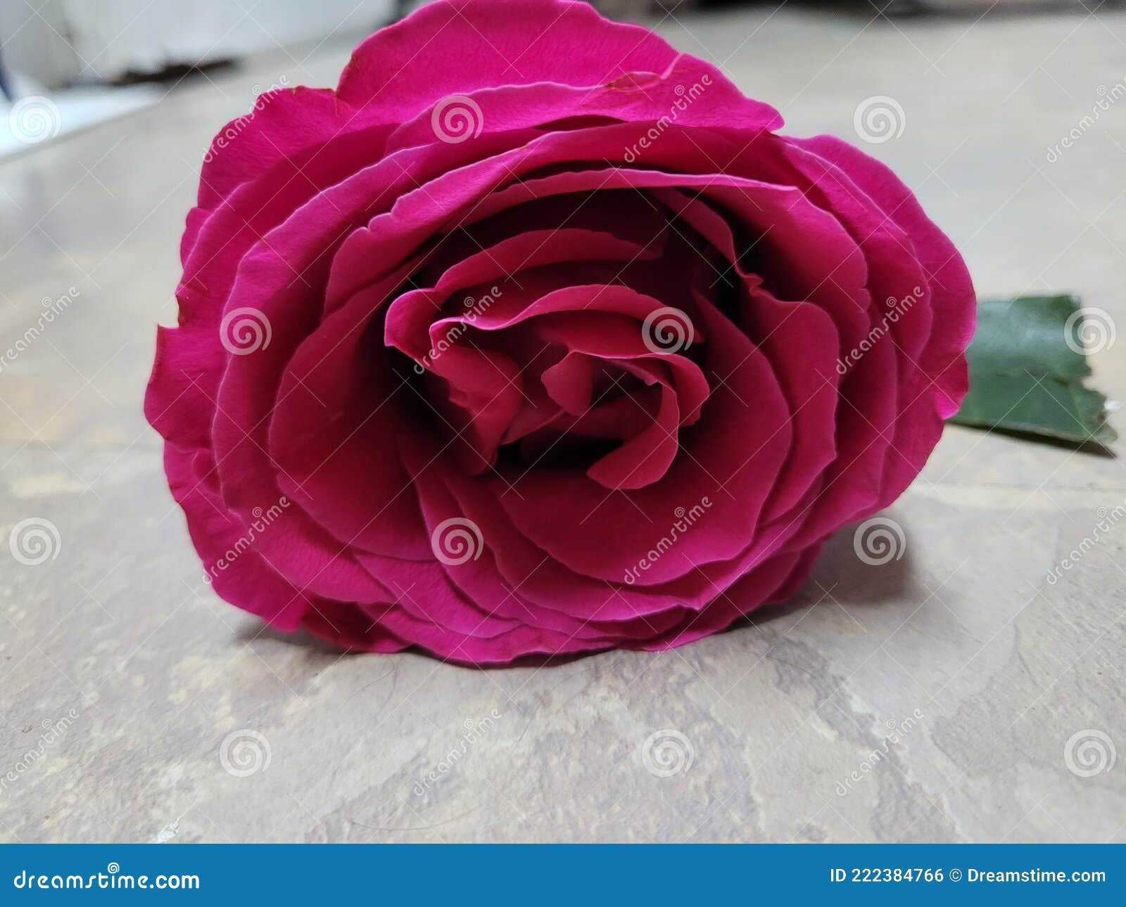 Beautiful Single Pink/fuscia Rose Stock Photo - Image of pinkfus ...