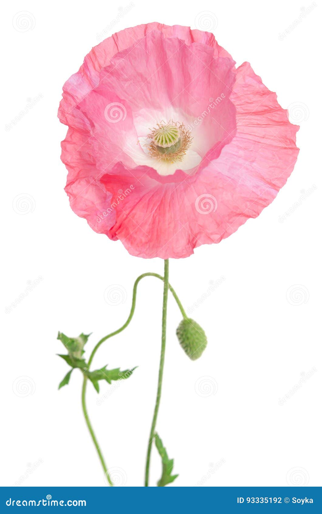 Beautiful Single Pink Poppy Stock Photo - Image of bloom, closeup: 93335192