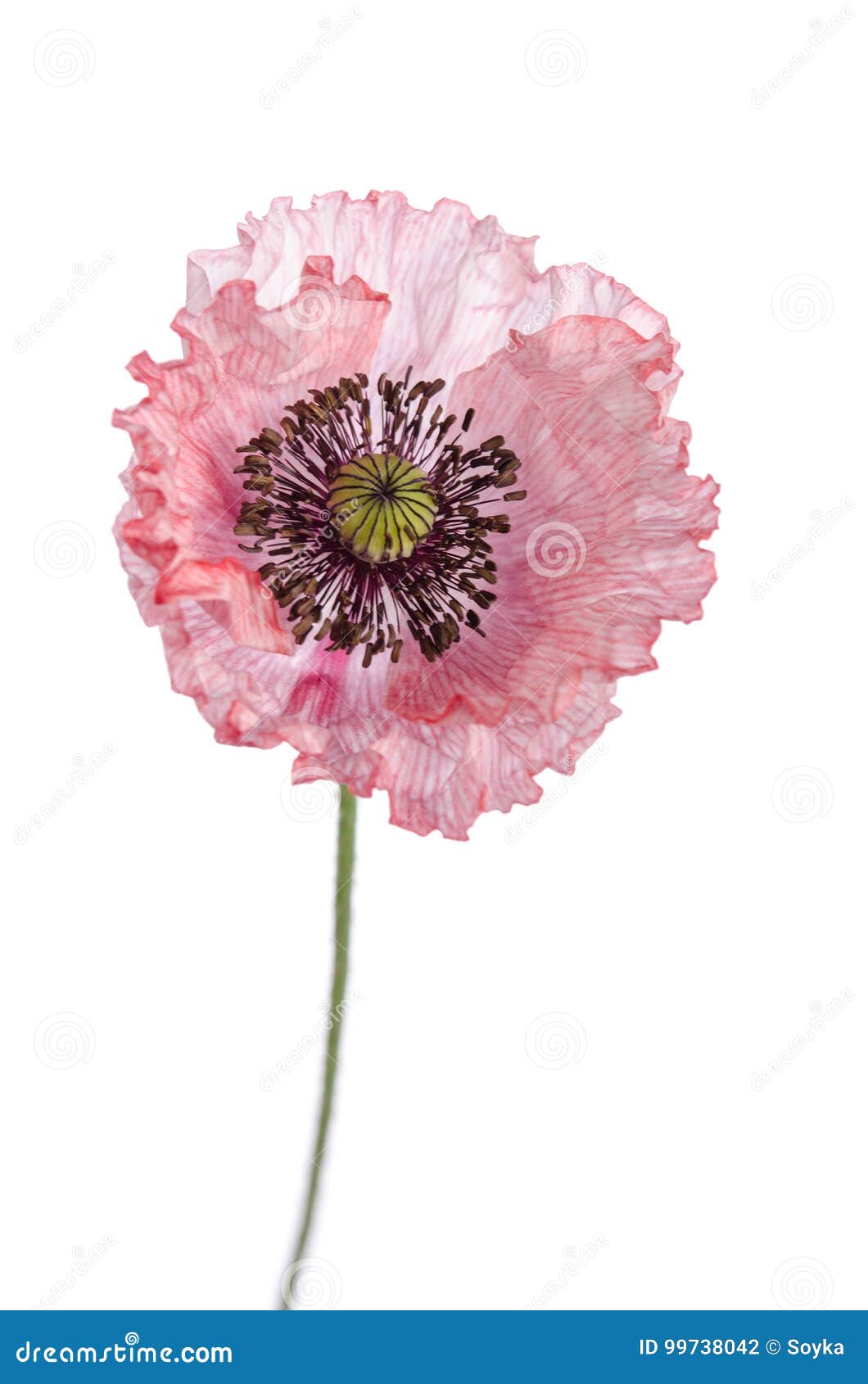 Beautiful Single Pink Poppy Stock Photo - Image of background, papaver ...