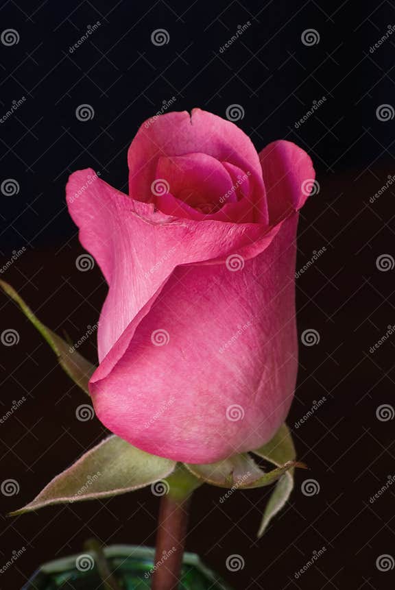 A Beautiful Single Pink Rose Stock Photo - Image of beautiful, feelings ...