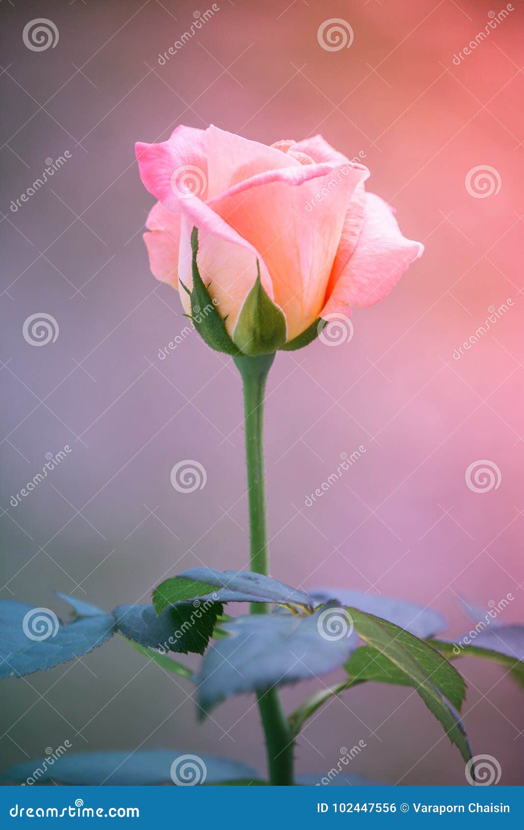 Beautiful Single Pink Rose. Stock Photo - Image of bloom, closeup ...
