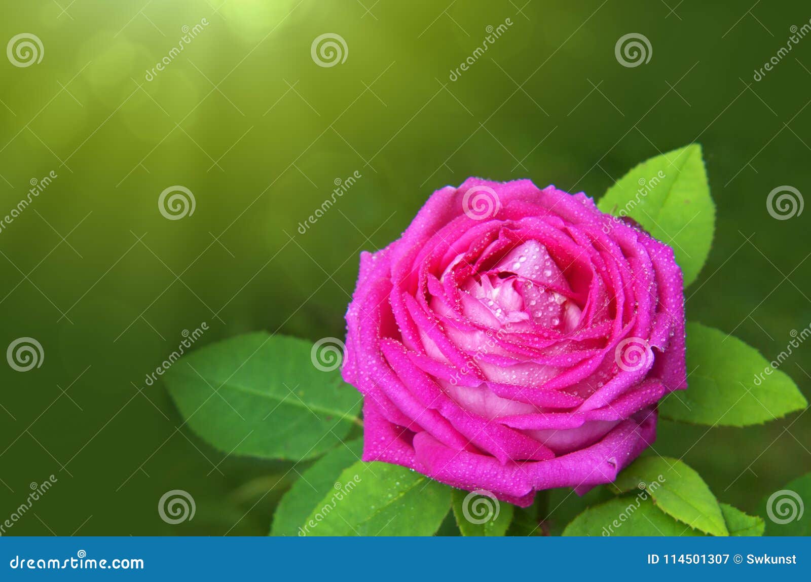 Pink Rose on Green Background Stock Image - Image of plant, blossom ...