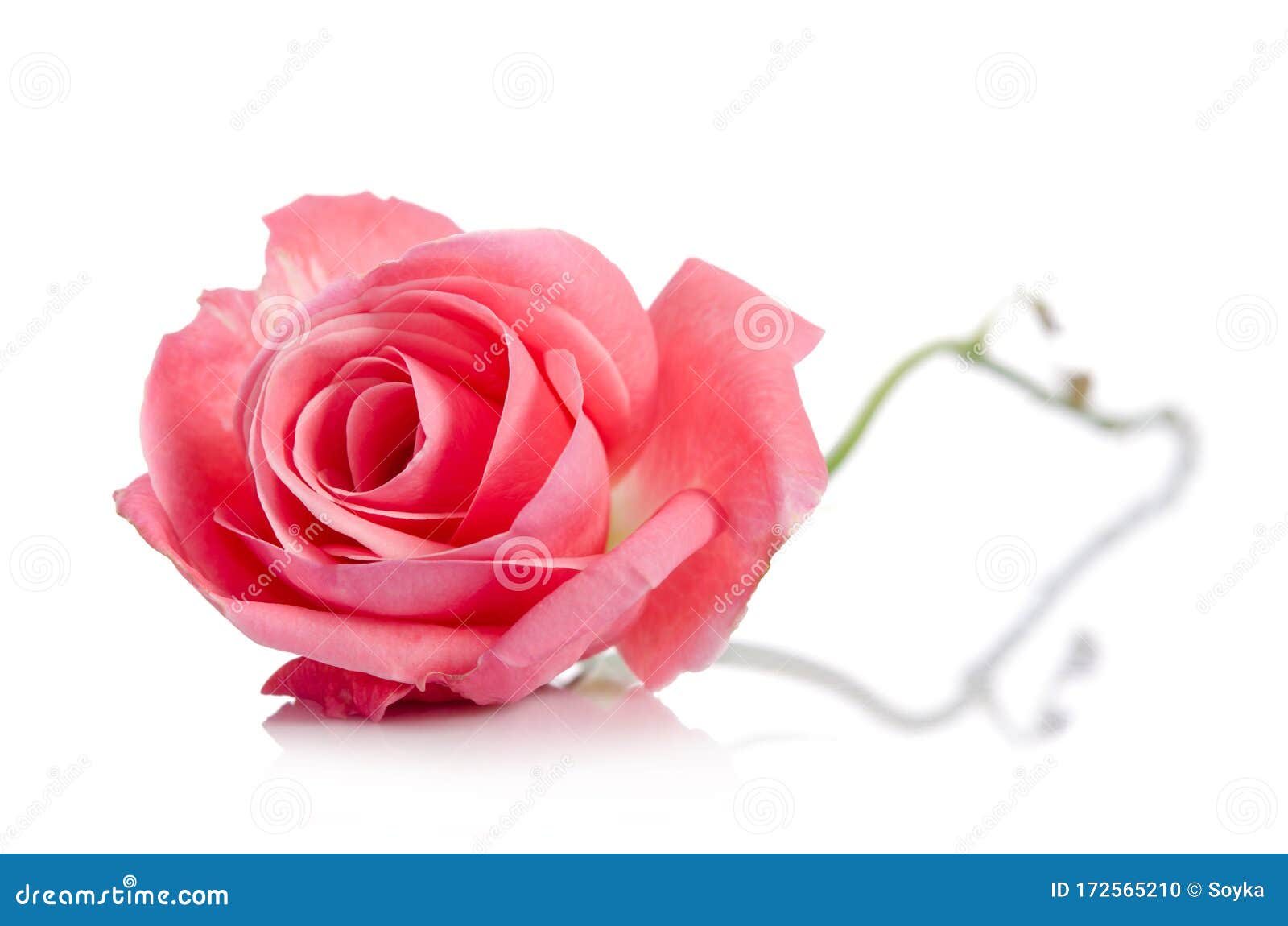Beautiful Single Pink Rose Lying Down on White Background Stock Photo ...