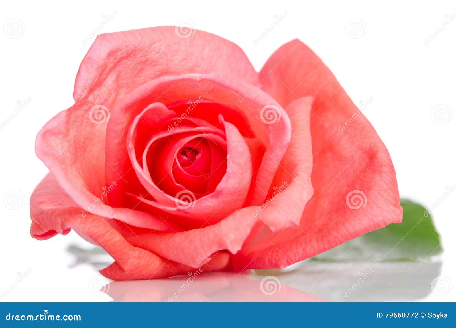 Beautiful single pink rose stock photo. Image of present - 79660772
