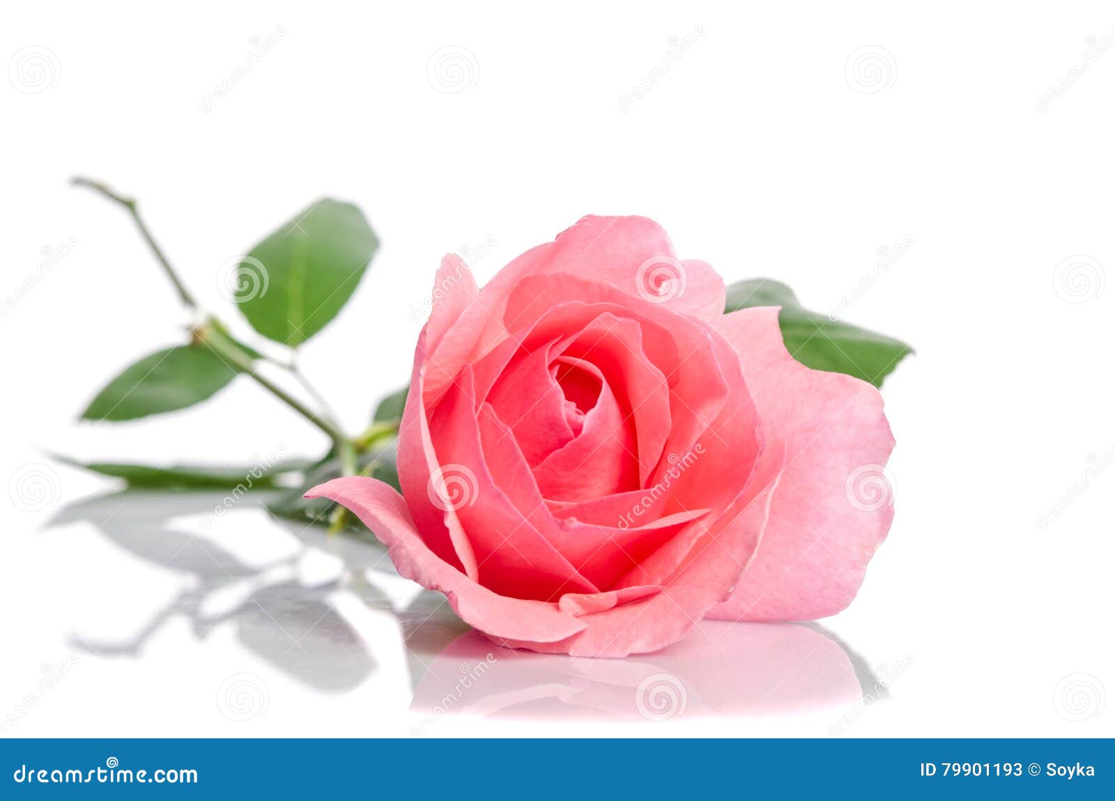 Beautiful single pink rose stock image. Image of petal - 79901193