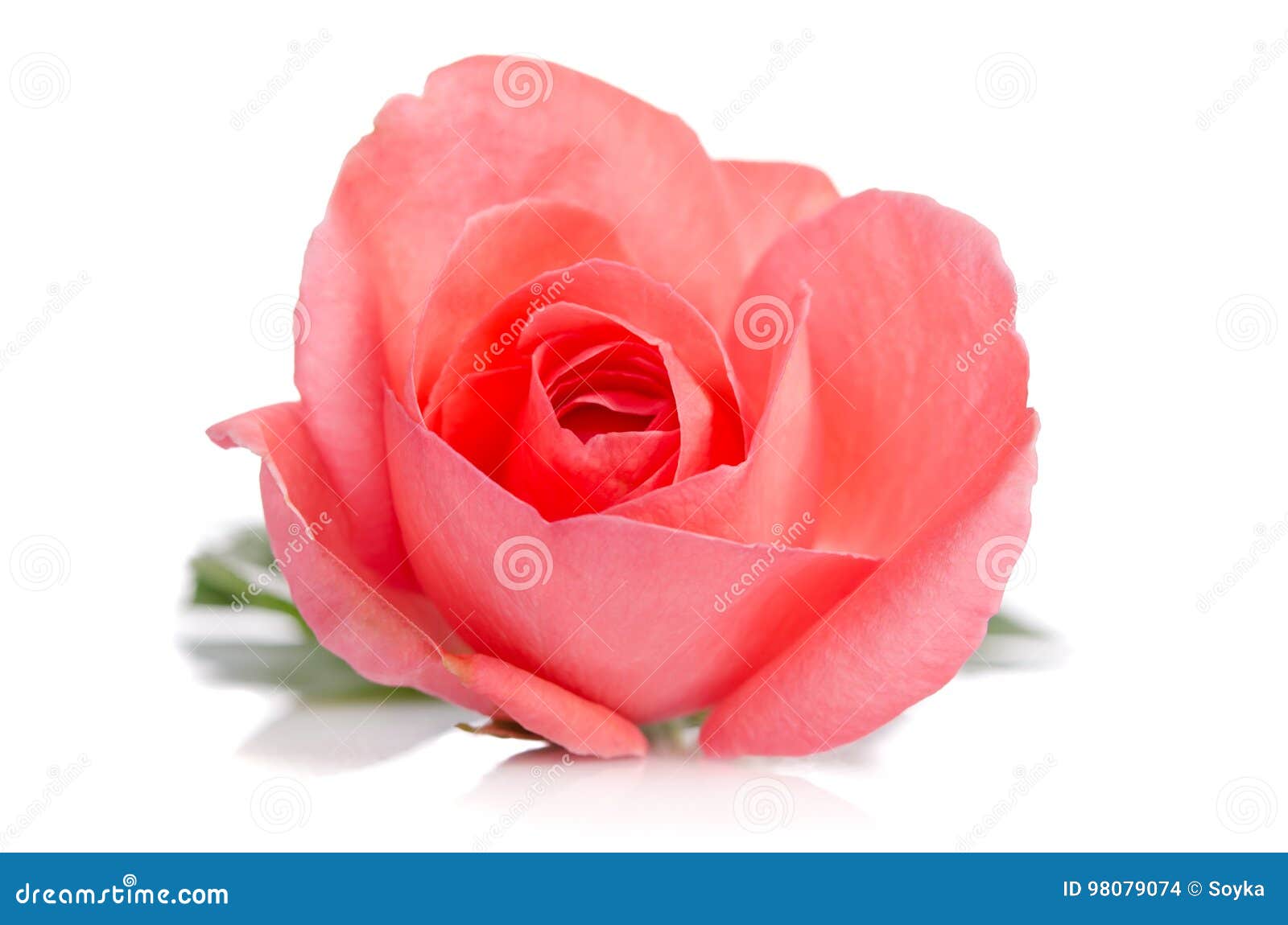 Beautiful Single Pink Rose Lying Down Stock Photo - Image of greeting ...
