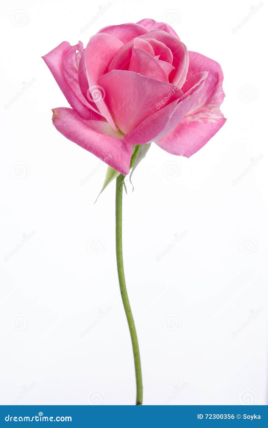 Beautiful single pink rose stock photo. Image of green - 72300356