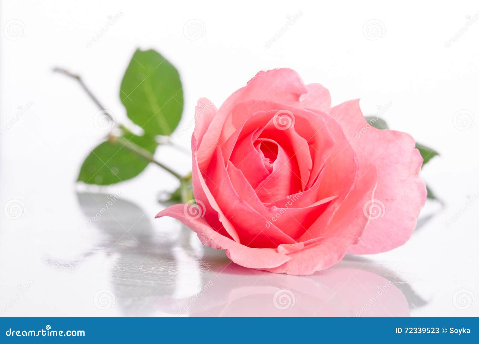 Beautiful single pink rose stock image. Image of fragile - 72339523