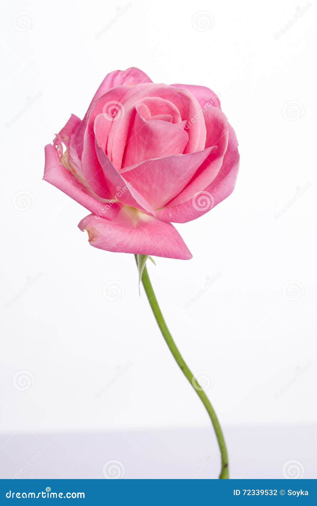 Beautiful single pink rose stock photo. Image of pink - 72339532