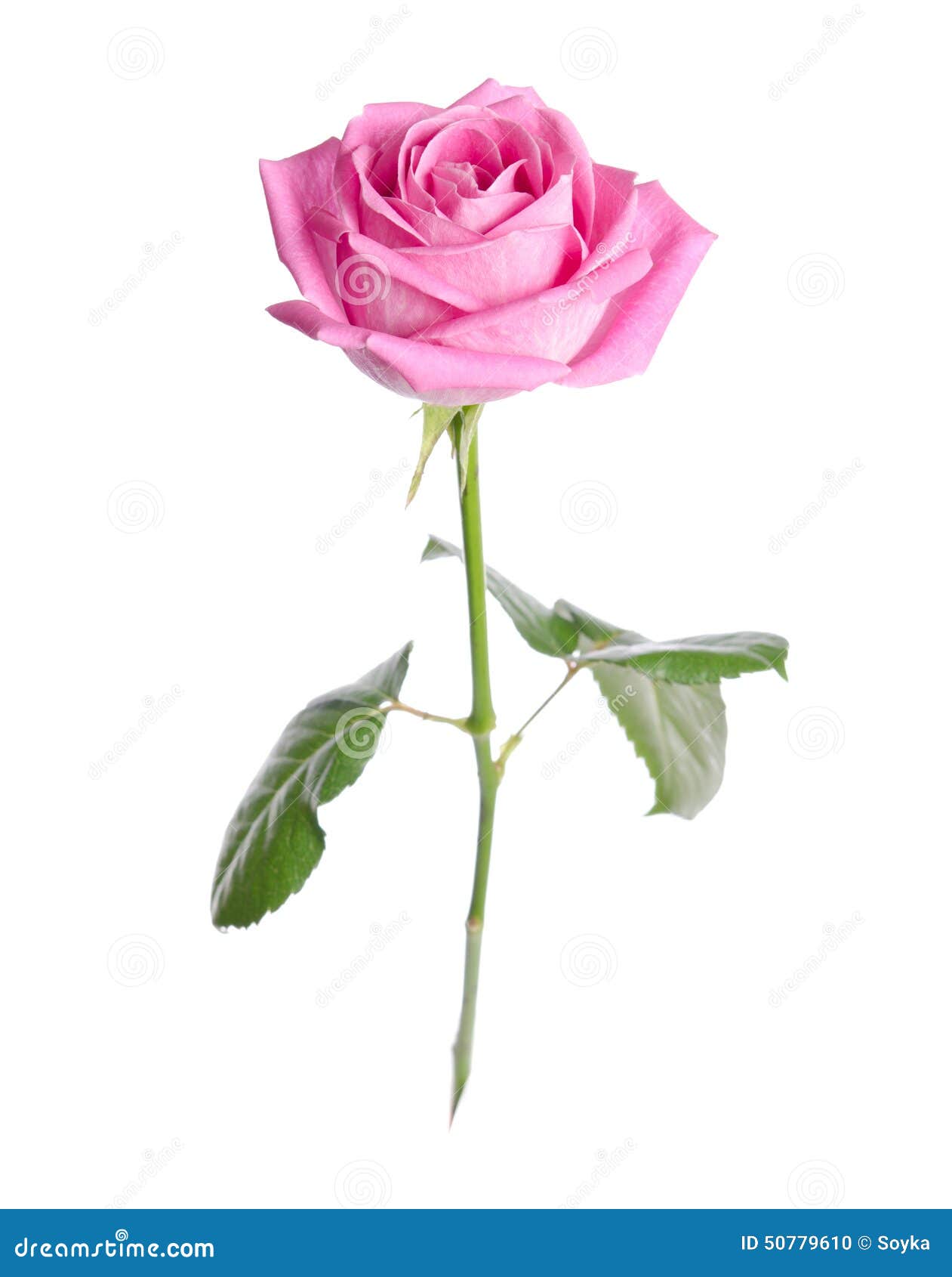 Beautiful single pink rose stock photo. Image of natural - 50779610