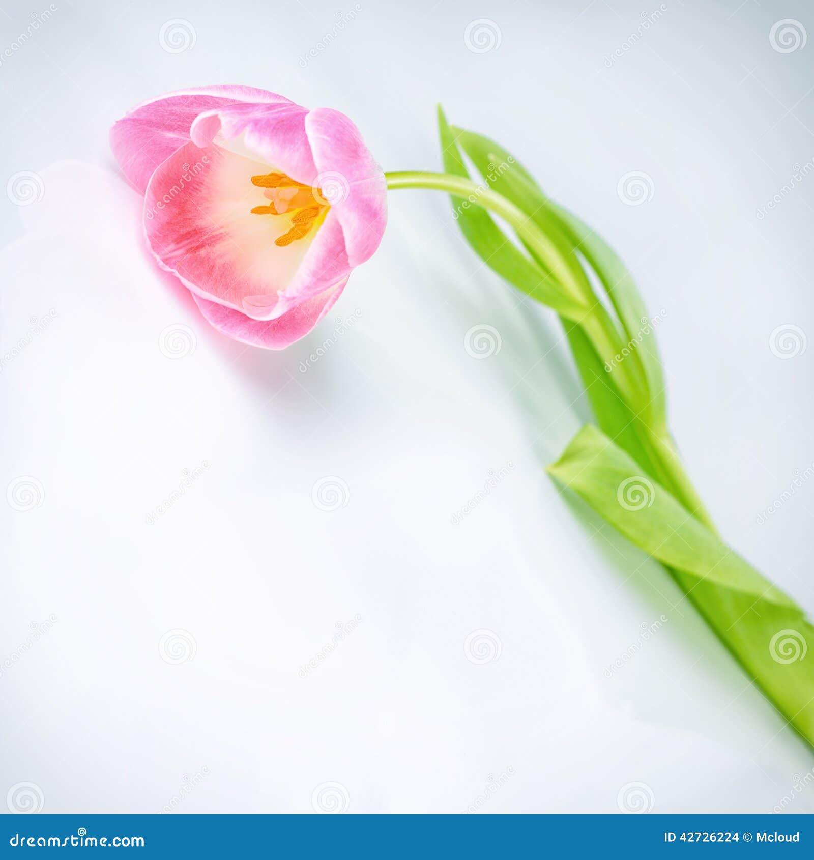 7,538 Single Pink Tulip Flower Photos - Free & Royalty-Free Stock ...