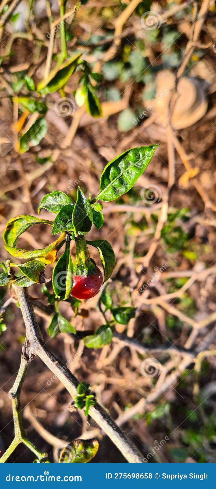Beautiful Single Red Chilli in Chilli Plant Stock Photo - Image of ...